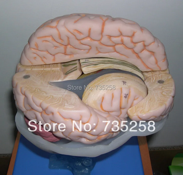 Insula Brain Model
