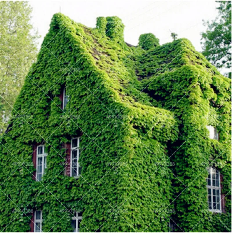 100Pcs Ivy Plants Outdoor Original Japanese Creepers Green Ivy Bonsai ...