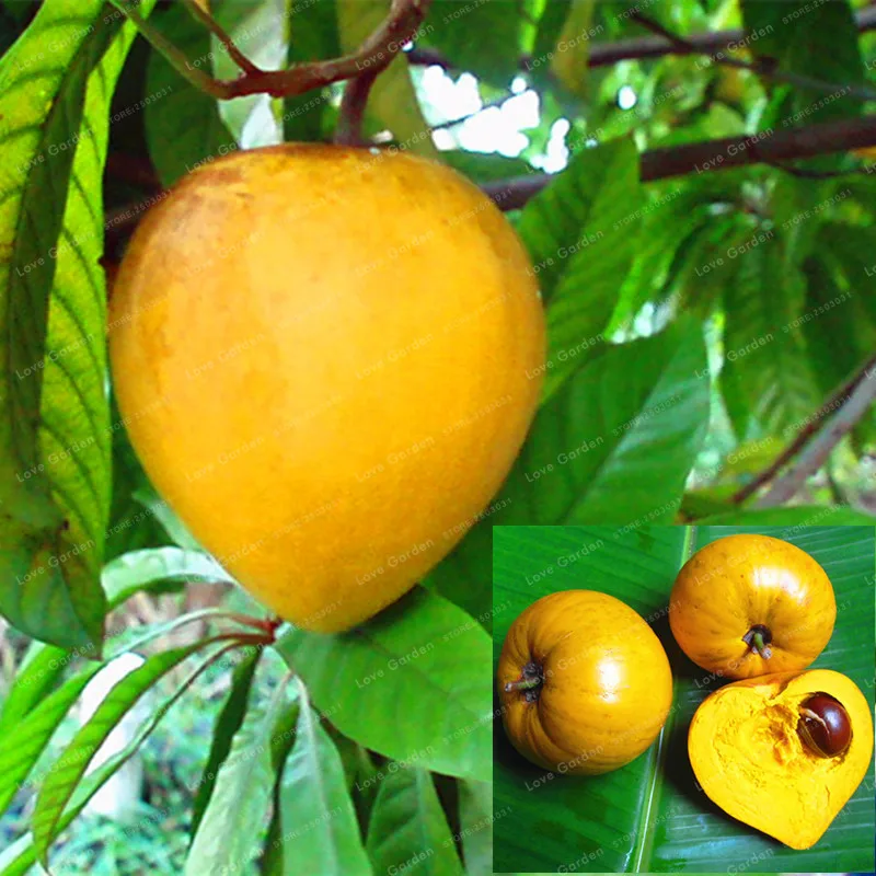 10pcs Lucuma Nervosa Egg Yolk Fruit Seeds Bonsai Tree Plants Seed ...