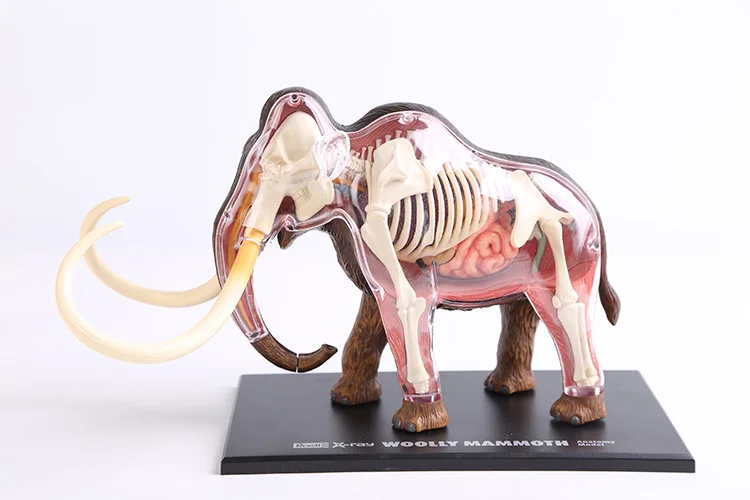 Mammoth Anatomical Model Mammoth Skeleton Model Mammoth Bones ...