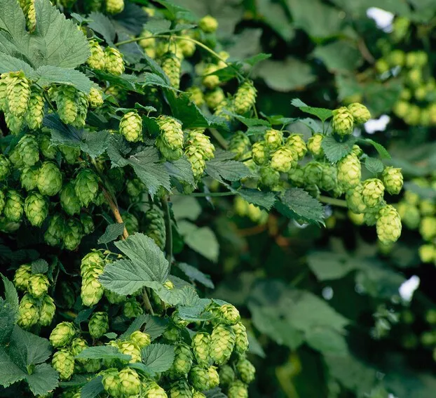 Humulus lupulus Seeds, 10pcs/pack – GreenSeedGarden