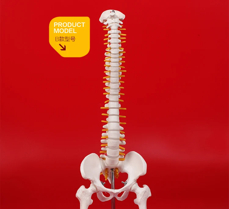 Orthopedic Skeleton