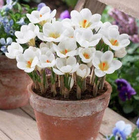 1 pc Saffron Bulb ,Saffron Flower Bulb ,Saffron Crocus Bulb , 1 bulb/pack