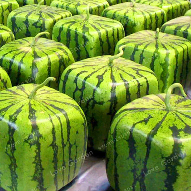 30Pcs/Bag Rare Watermelon Bonsai Very Sweet Variation Fruit Bonsai ...