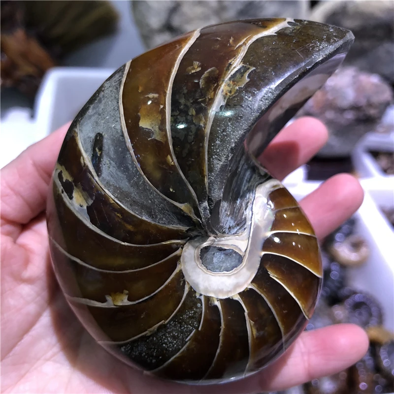 DHX SW 100% natural nautilus fossil mineral specimen pearly nautilus ...