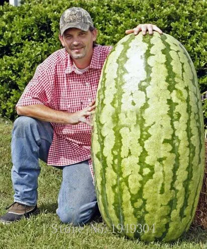 Bonsai Watermelon