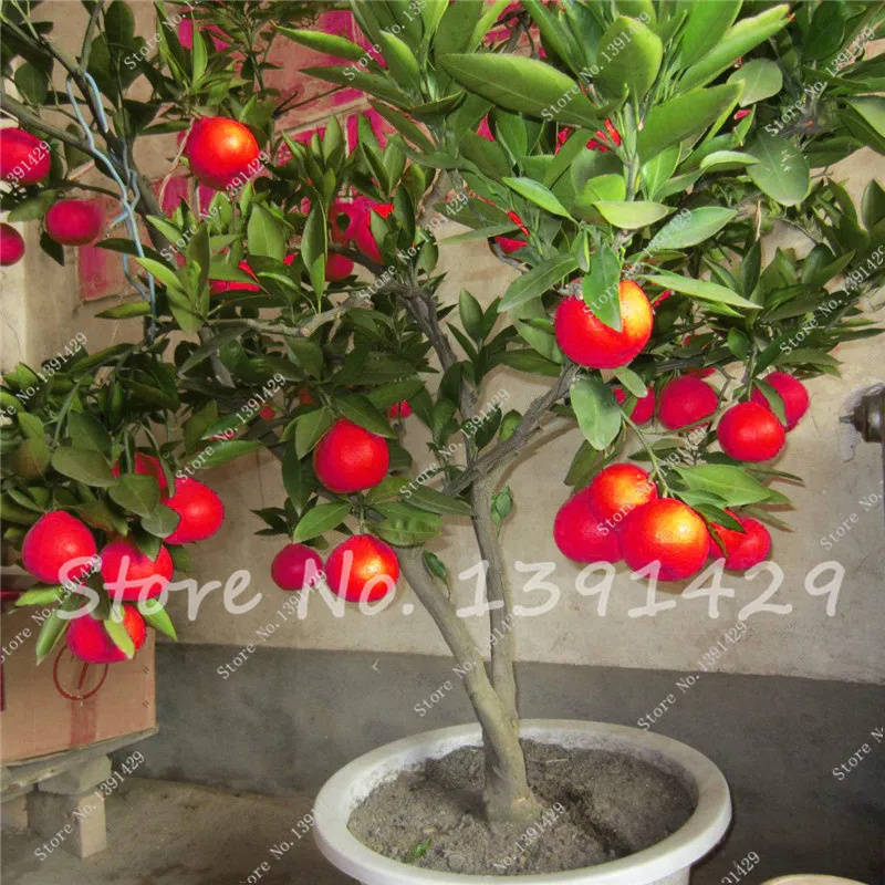 30PCS Dwarf Bonsai Red Lime Seeds Red Lemon Tree Blood Orange Organic ...