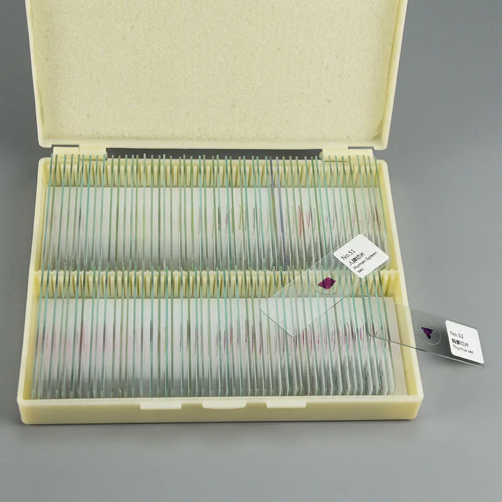 Human Tissue Sections Histology Prepared Specimen Microscope Laboratory ...