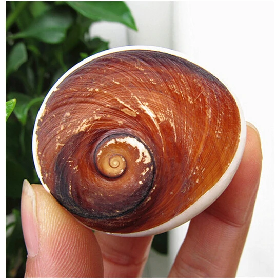 fossil: AAA++ Natural conch seashell fossils paleontology fossil shells ...