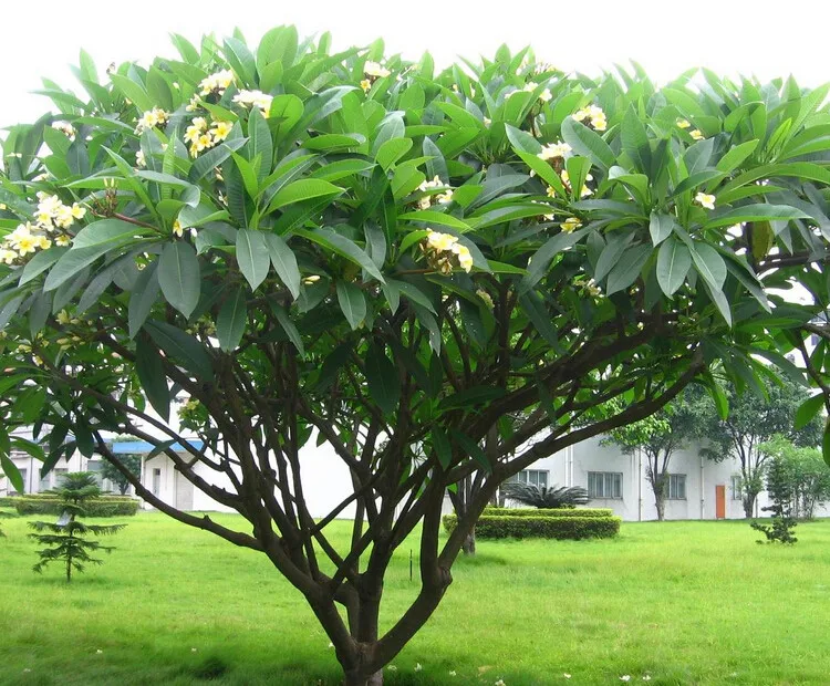 ZLKING Courtyard Perennial Flower Tree Plumeria - 50pcs Bonsai - buy at ...