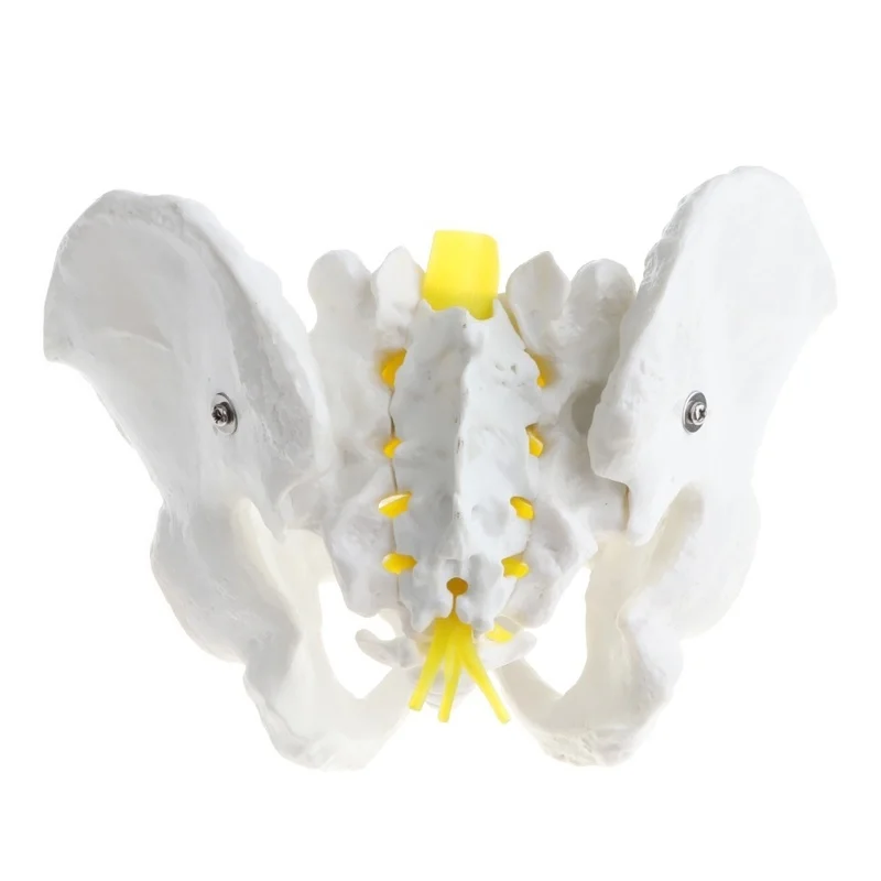 Erkek-Pelvis-modeli-ya-am-boyutu-pelvik-insan-anatomisi-kal-a-sakrum-ve ...