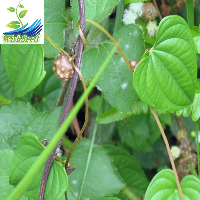 2000 pieces Polygonum multiflorum perennial vine root seeds,Plant Herb ...