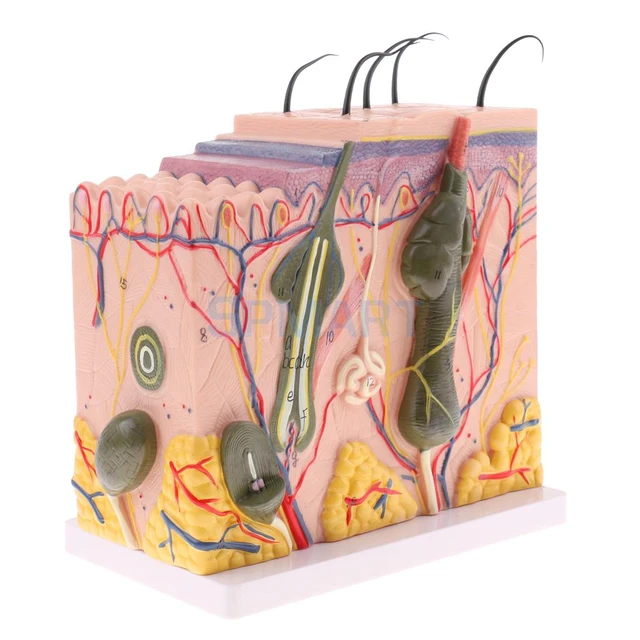 Skin Anatomy Model