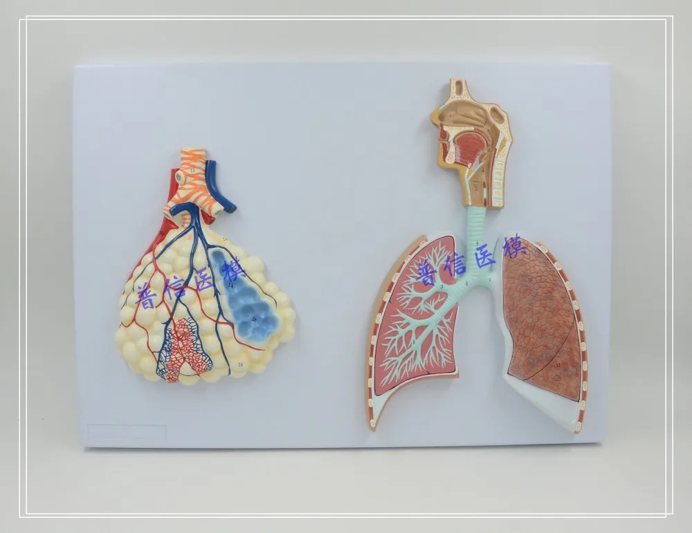 Free shipping&Relief model of human respiratory system. Breathing ...