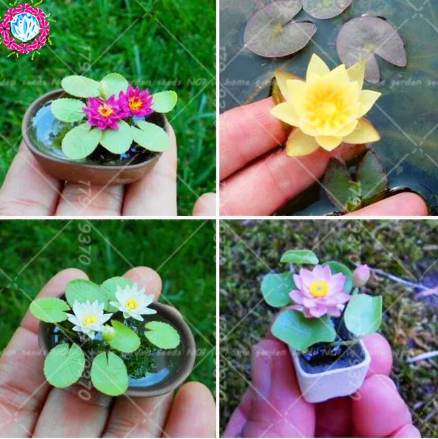 Aliexpress.com : Buy 5pcs/pack rare Mini lotus water lily flower ...