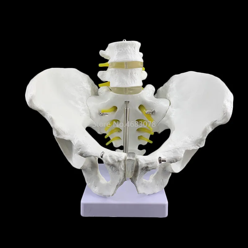 Life Size Pelvic Model With Two-segment Lumbar Spine Models Femoral ...