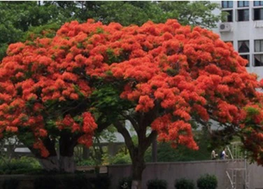 Red Jacaranda Tree