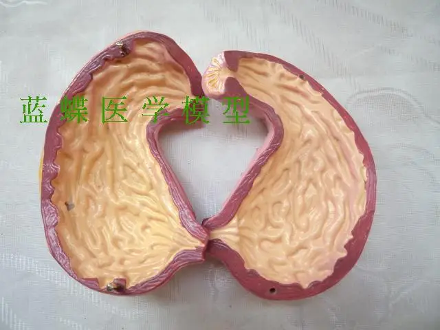 Magen-und-profil-modell-magen-anatomie-modell-magen-modell-magen ...