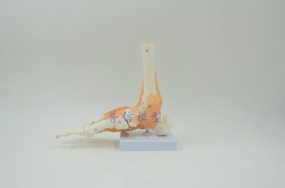 Functional foot joint model with ankle ligament model to teach medical ...