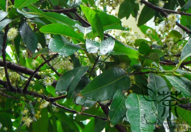 Cleistocalyx operculatus - Alchetron, the free social encyclopedia