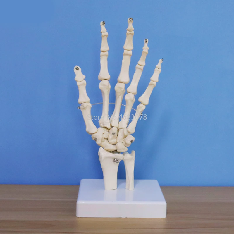 Squelette D'anatomie De L'articulation De La Main Humaine, Modèle ...