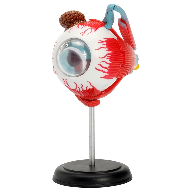 4D Human Eye Anatomical Model Assembled Human Anatomy Model Eye Puzzles ...