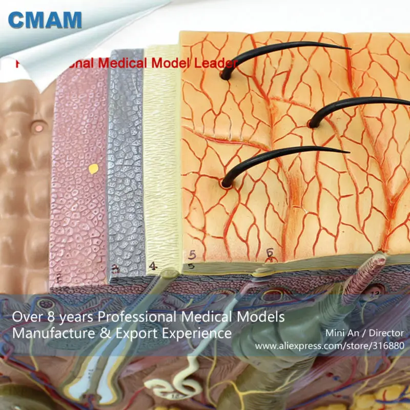 CMAM/12530 SKIN- Skin Block-70x life size, Human E.N.T. Medical ...