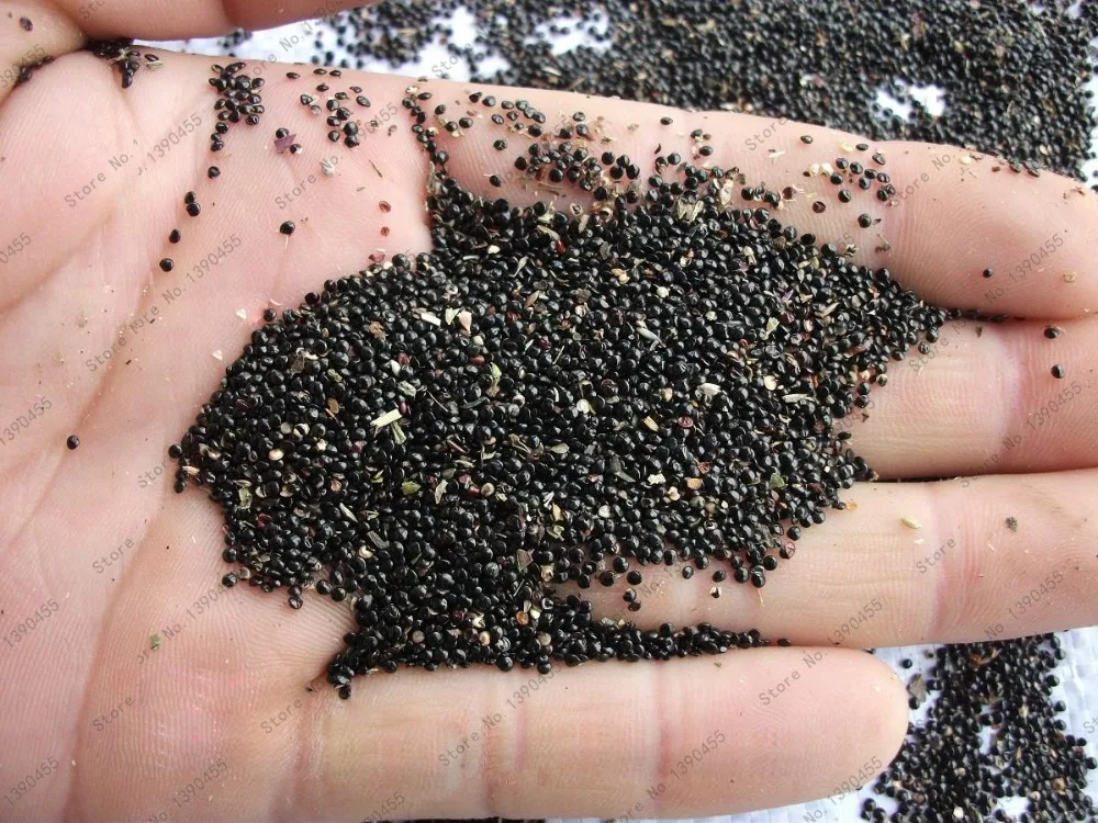 Celosia Cristata Seeds