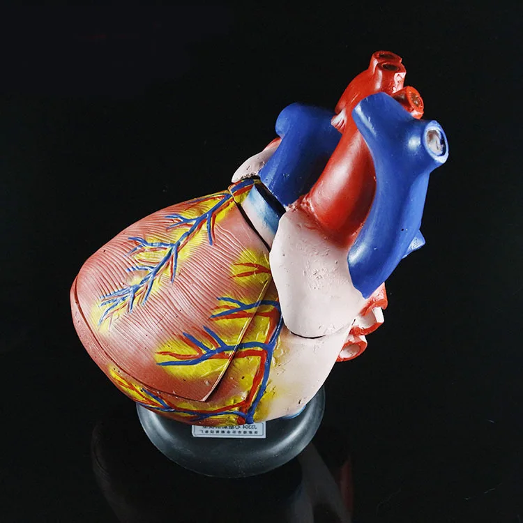 3X Enlarged heart anatomy model large atrium ventricle biomedical ...