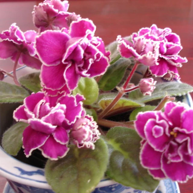 Hot Sale Red Violet Flower 100pcs/Pack – GreenSeedGarden