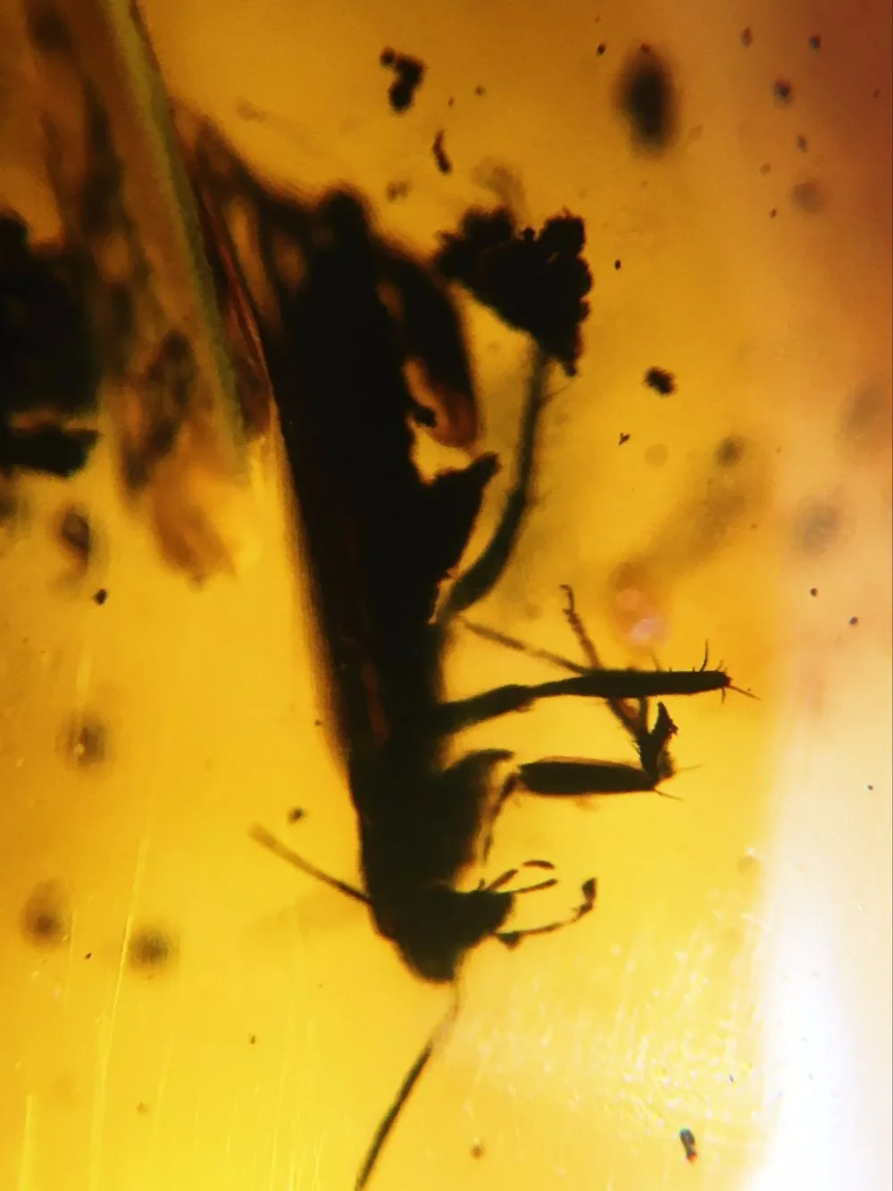 Rare ancient Cockroach untreated burmite Myanmar Burma Amber insect ...