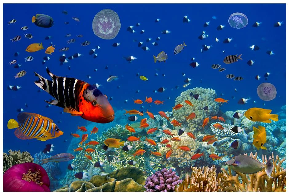 Marine Biology Wallpaper