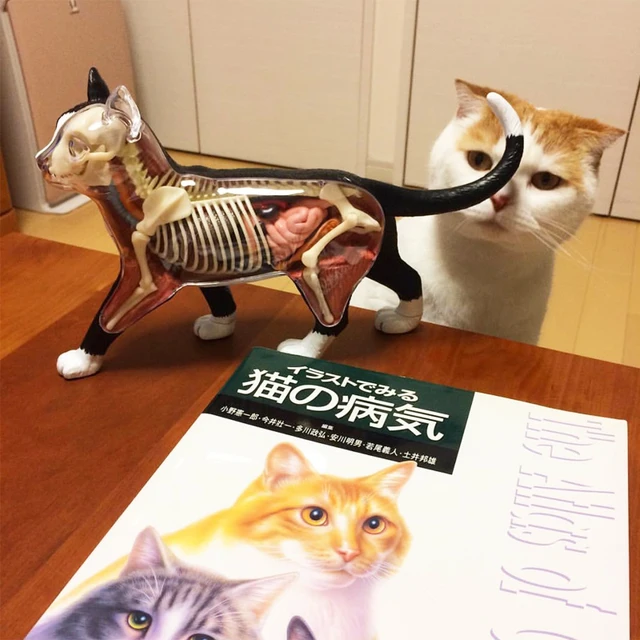 The Anatomy Of A Cat