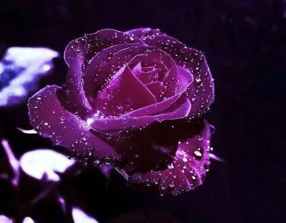 Diamond Embroidery Purple Rose Diamond Diamond Mosaic Flower pictures ...
