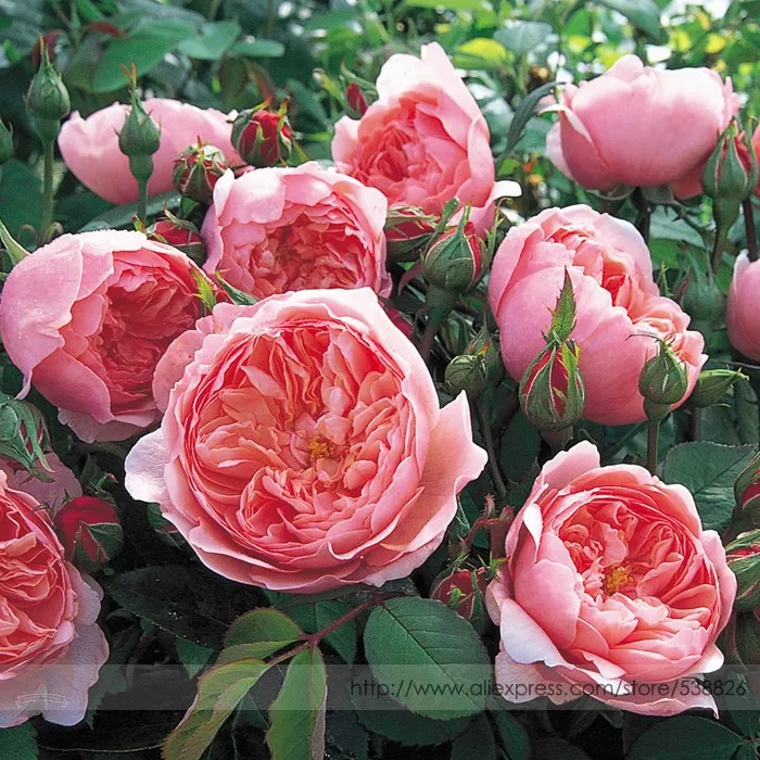 US$ 1.15 - Rare Dark Pink Cupped Flat Double Bloom Rose Shrub Flower ...