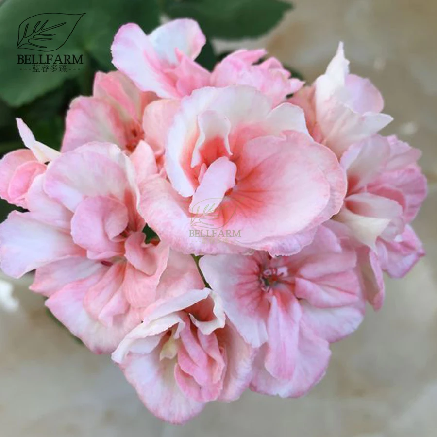 US$ 1.45 - BELLFARM Geranium Peach Pink Light Color Ball-types Bonsai ...