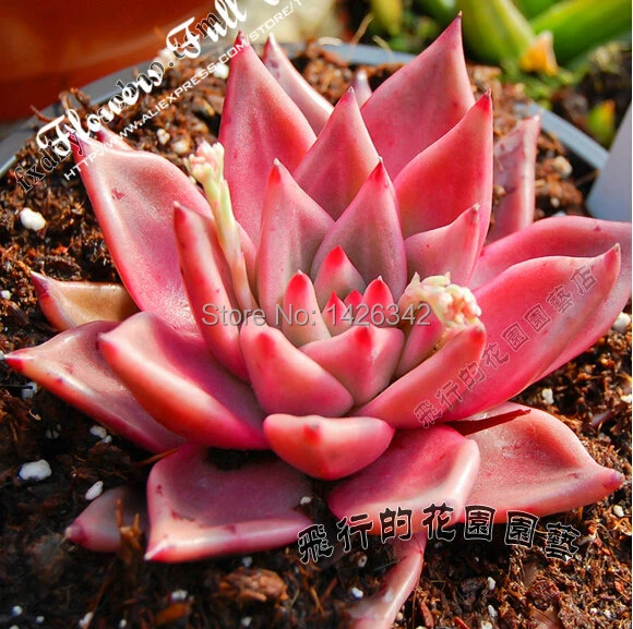 Echeveria Agavoides Romeo