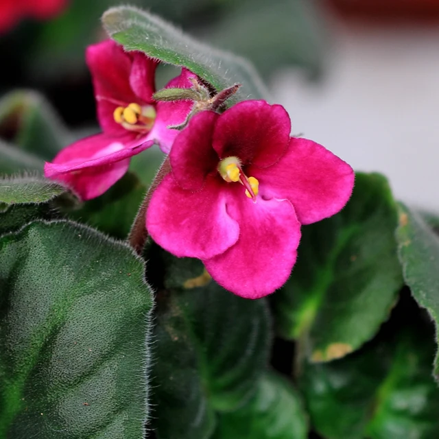 Hot Sale Red Violet Flower 100pcs/Pack – GreenSeedGarden