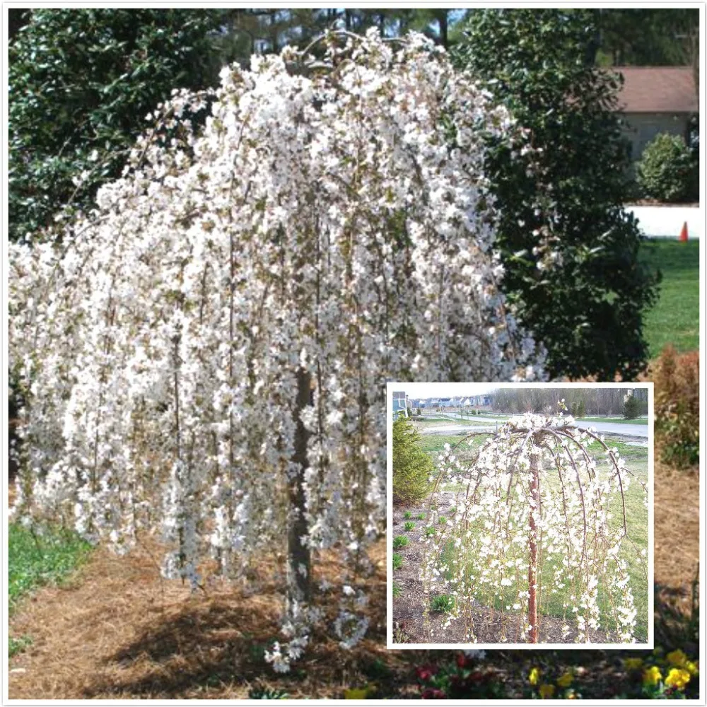 Snow Fountain Weeping Cherry Trees