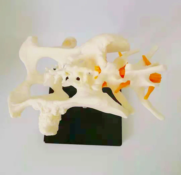 Osteoporose-modelo-de-quadril-para-cachorro-esqueleto-de-animal ...