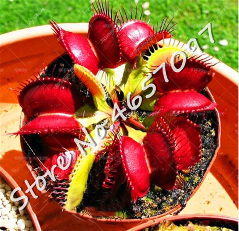 New! 100 pcs Potted Insectivorous Plant bonsai Dionaea Muscipula Giant ...