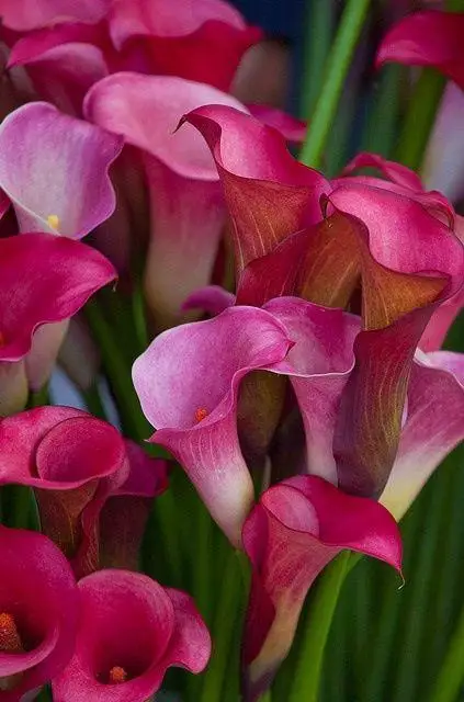 Multi-Color Calla Lily Seeds 100 Pcs/pack – GreenSeedGarden