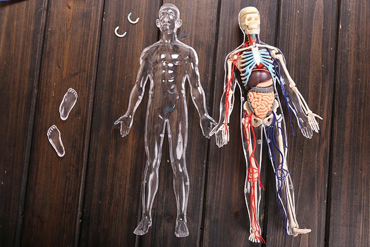 4D Master assembled medical model human anatomy transparent body ...