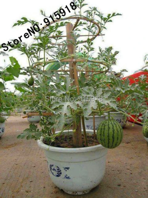 Bonsai Watermelon