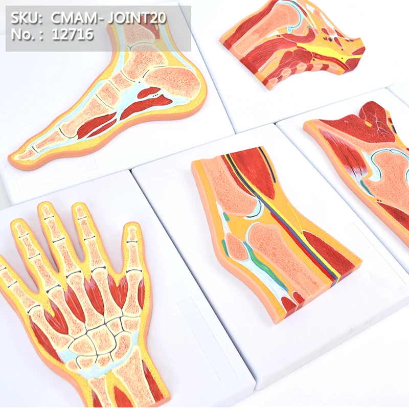 CMAM 12716 Human Joint Section Series Medical Extremities Anatomical CMAM 12716 Human Joint Section Series Medical Extremities Anatomical