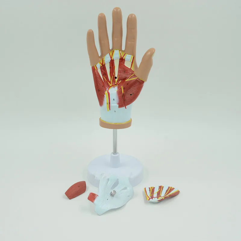 hand-Muscle-anatomy-model-4-parts-with-Palmoplantar-and-palmar-muscles ...