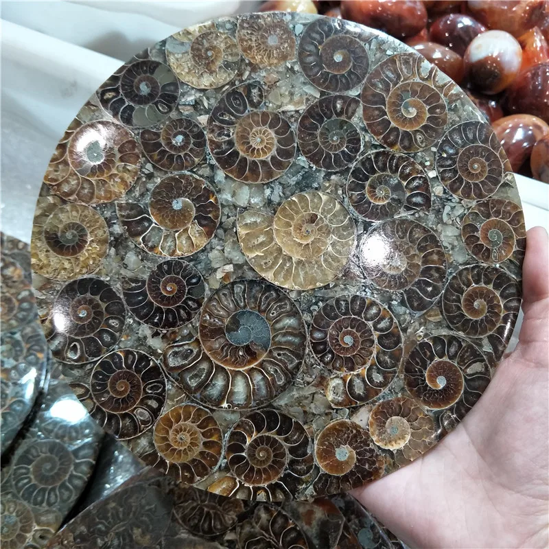 20cm large size ammonite fossil disc from madagascar beautiful Ammonite ...