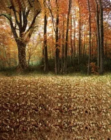 Autumn Fall Leaves Scenic Background Muslin Computer Printed Digital ...