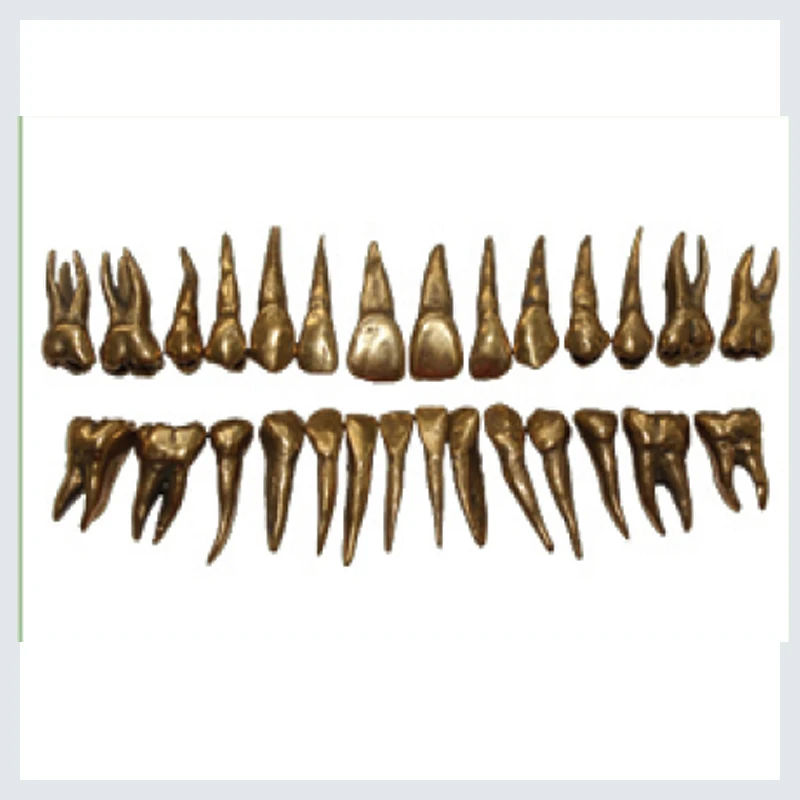 1 Piece Dental Study Model 1/2standard Model Standard Teeth Model ...