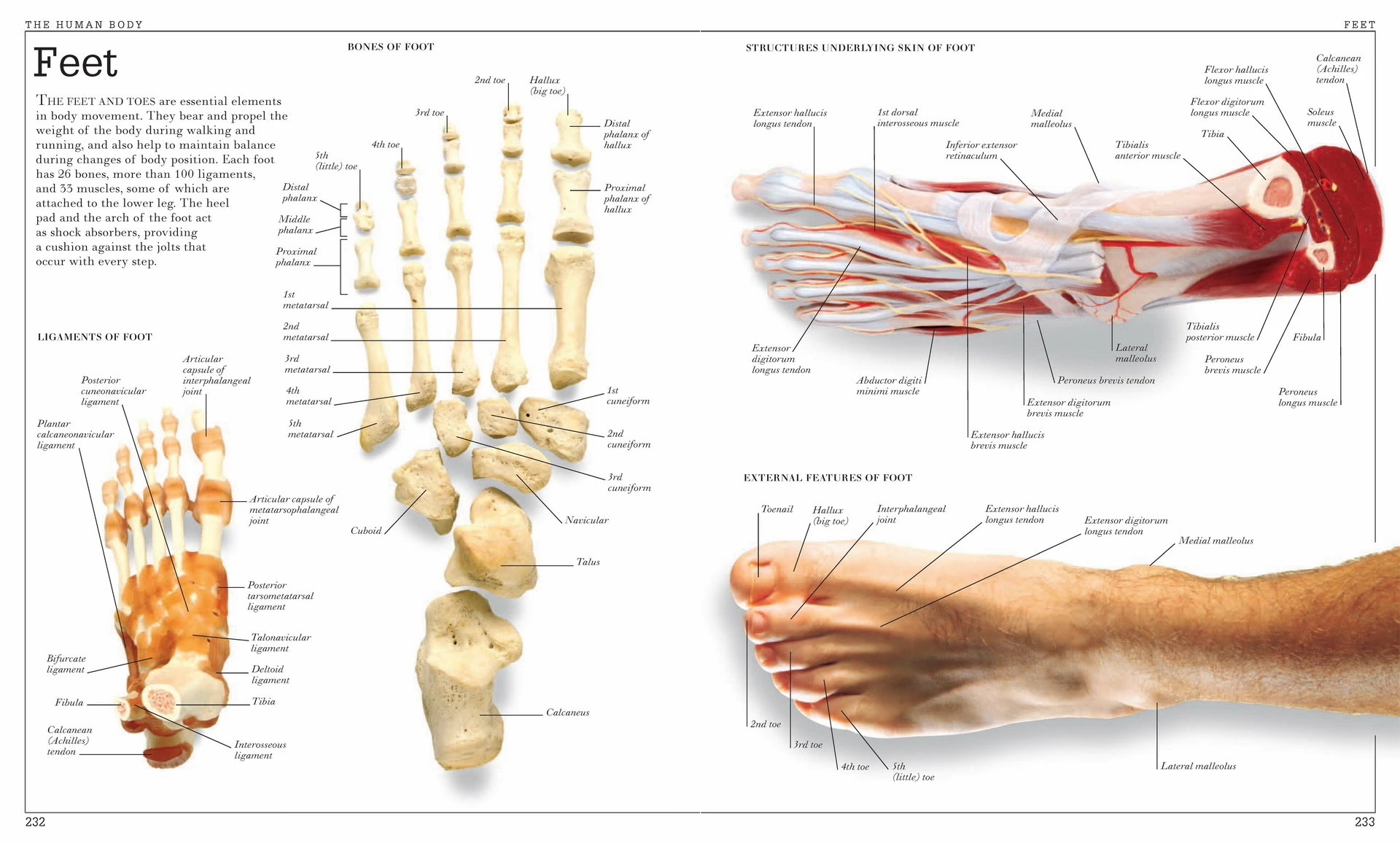 Vintage Human Anatomy Encyclopedia Poster Feet Classic Canvas Paintings ...